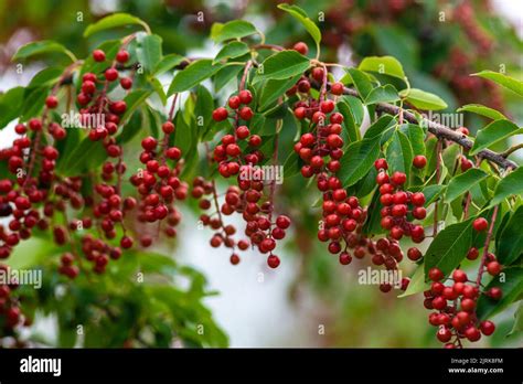 Berries Red Bird Cherry Tree Branch Of A Ripe Green Leaf Bitter Black Fruit Prunus Serotina