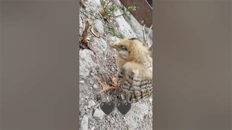 فرنگیز 🖤 Youtube