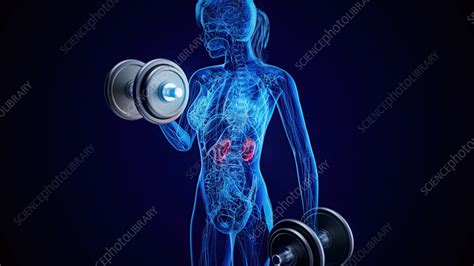 Woman Doing Biceps Curls Illustration Stock Image F0421469