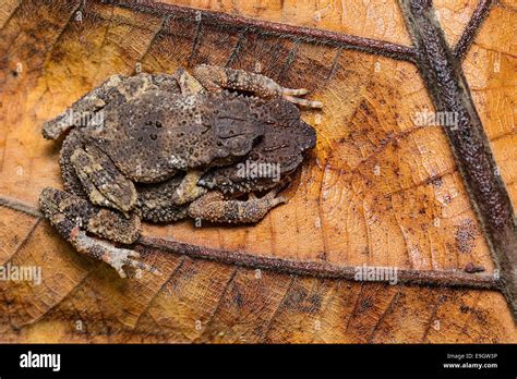 Toad Life Cycle Hi Res Stock Photography And Images Alamy