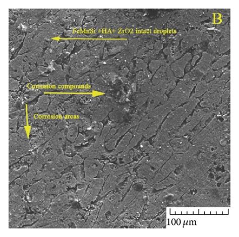 Sem Micrographs Of Femnsi Surface A Heat Treated Sample Uncoated And