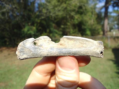 Large Bird Wing Phalanx With Two Bite Holes Recently Sold Fossils