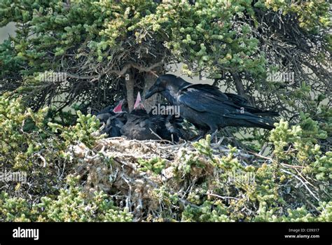 Adult Raven Feeding Its Open Mouthed Chicks In Their Nest Near