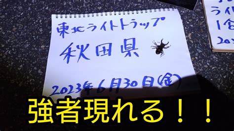 やっぱり秋田美人を超えた出逢いに感謝です 秋田県編③オオクワガタライトトラップ採集ゴリの飼育日記NO 54学名Dorcus hope