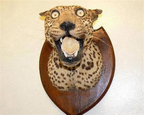 Awful Taxidermy 40 Pics
