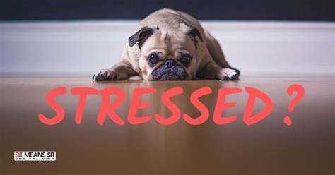 Signs Your Dog Is Stressed Sit Means Sit San Antonio