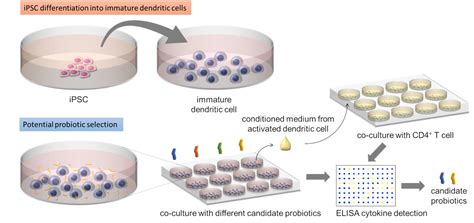 Induced Pluripotent Stem Cell Derived Dendritic Cells Provide A Reliable In Vitro Platform For