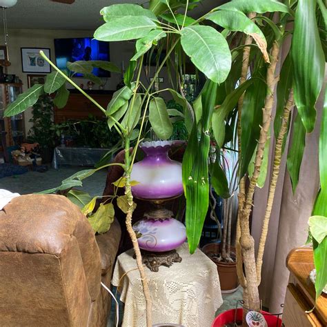 💡 Ultimate Guide To Solving Schefflera Problems