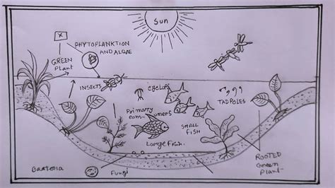 Structure Of Typical Pond Ecosystem With Diagram Pin By Pase