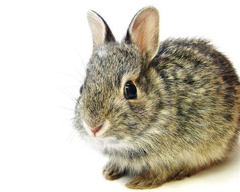 Flirtmoji Nsfw Bunny Sutra Emojis Are Here To Make This The Sexiest