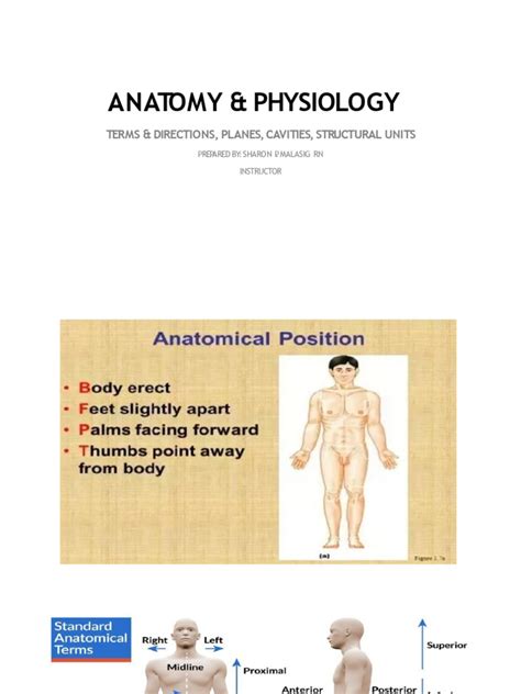 Introduction Human Body No Bg Pdf Social Science