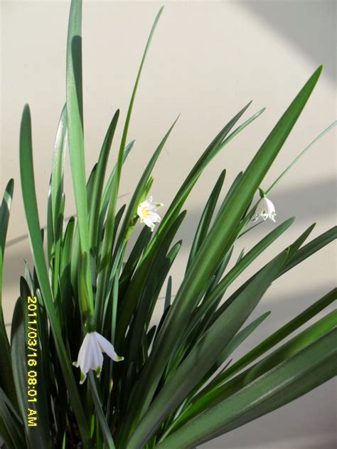 스노우플레이크 은목서 심산앵초 네이버 블로그