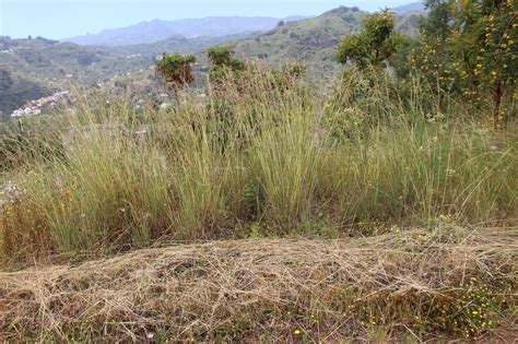 La InvasiÓn En El Bloginvasiones Biológicas En Canarias De Nuevo