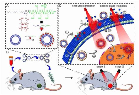 Exosomes Target Delivery Based On Chemical Modification Creative Biostructure