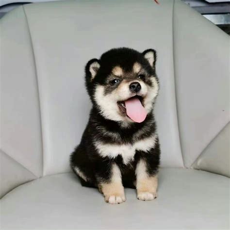 小柴犬 堆糖美图壁纸兴趣社区