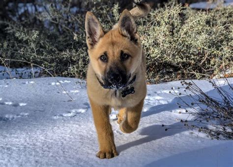 Akita Lab German Shepherd Mix At Jamie Fitzsimmons Blog