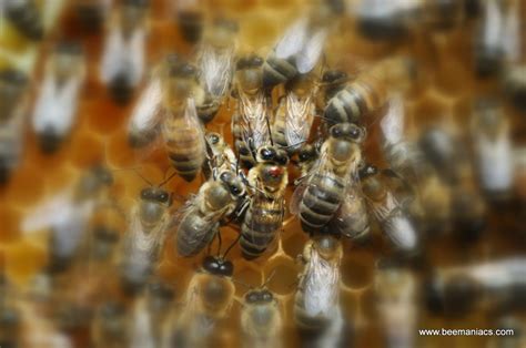 Varroa Mite Beemaniacs