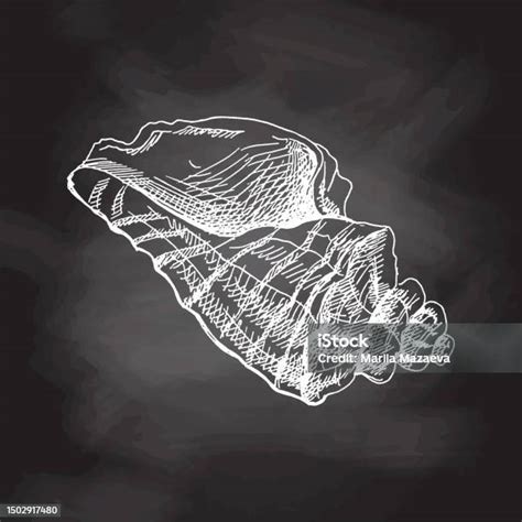 조개껍데기 조개 소라의 손으로 그린 스케치 가리비 조개껍데기 칠판 배경에 분리된 스케치 스타일 벡터 그림 가리비에 대한 스톡 벡터 아트 및 기타 이미지 Istock