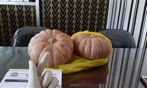 Waluh Meningkatkan Stamina Suara Medika