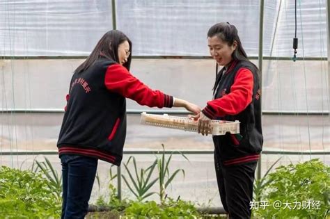 济南首个盒马村授牌成立，连接486个品种超大草莓基因库 知乎