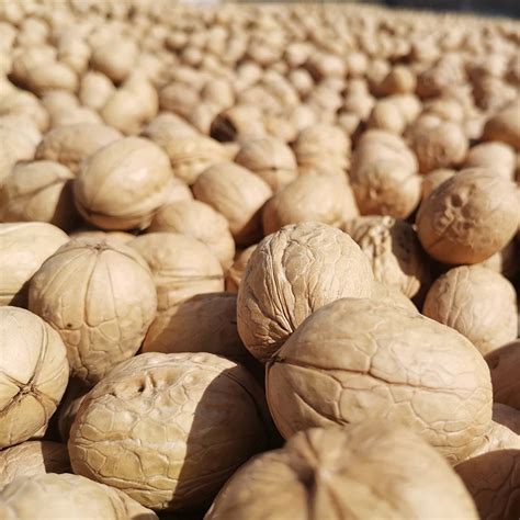 Chinese Walnuts In Shell Bulk Walnuts Kernels Buy Walnuts In Dubai Hull Black Walnuts Kashmiri