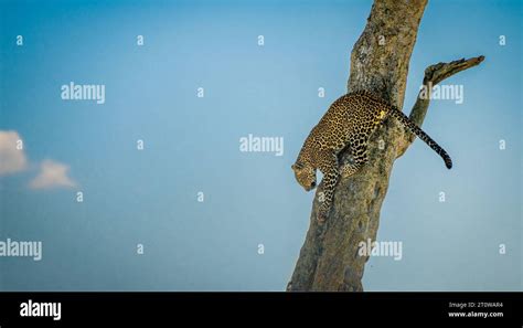 Leopard And Cub Leopard With Cub African Leopards African Leopard