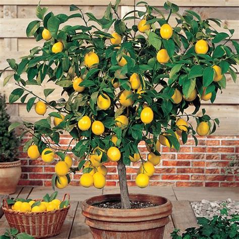 Dwarf Meyer Lemon Gurney S Seed Nursery Co Garden Trees Garden