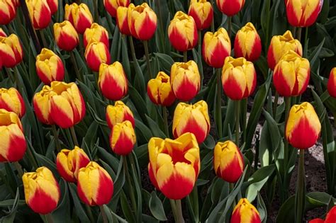 네덜란드 Keukenhof Lisse에서 빨간색과 노란색 튤립의 근접 촬영 0명에 대한 스톡 사진 및 기타 이미지 0명