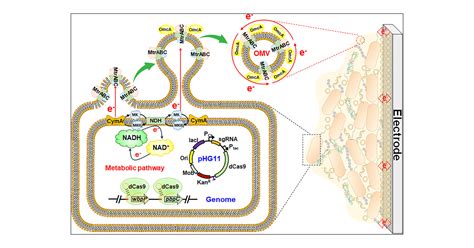 Engineering Outer Membrane Vesicles To Increase Extracellular Electron
