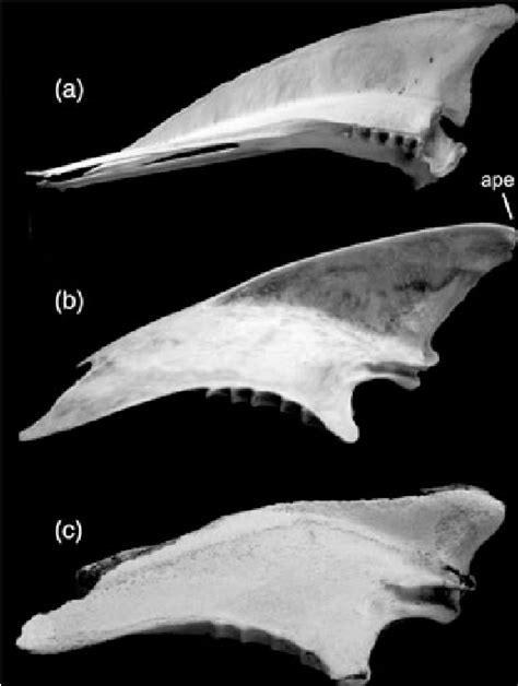 Figure 1 From Tertiary Plotopterids Aves Plotopteridae And A Novel