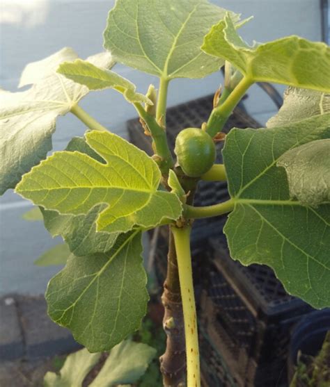 Iraqi Fig Var Tin