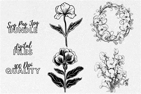 Sweet Pea Svg Sweet Pea Clipart Graphic By Younique Aartwork