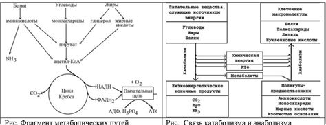 Клетка ХIX. Метаболизм / Хабр