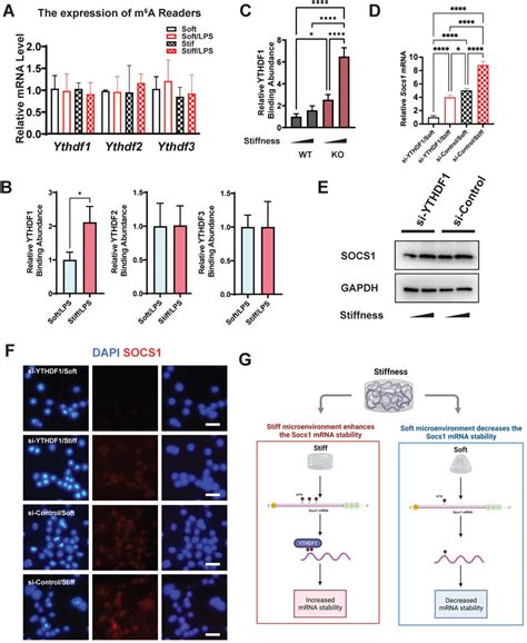 YTHDF1 Is The M 6 A Reader Which Regulates SOCS1 Expression Via