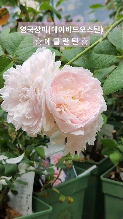 영국장미데이비드오스틴에글란틴 English Rose David Austin Rose Eglantyne 대림원예종묘