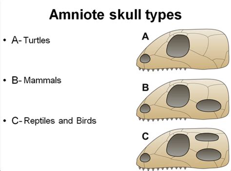 Biol3311 Turtle Lab Flashcards Quizlet