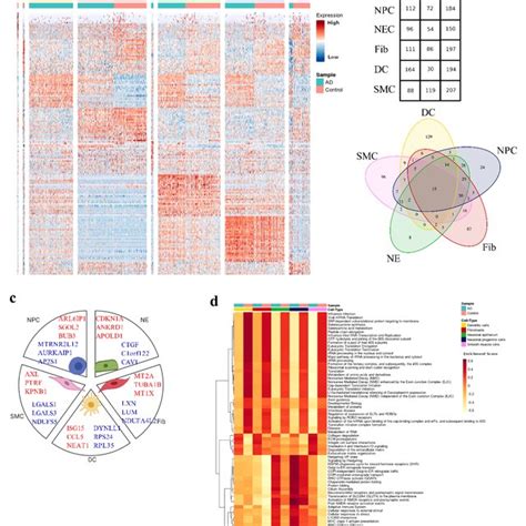Cell Type Specific Pathways Altered In Ad A Heatmap Depicting Download Scientific Diagram