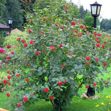 Калина гордовина (Viburnum lantana),кустарники декоративные,кустарники ...