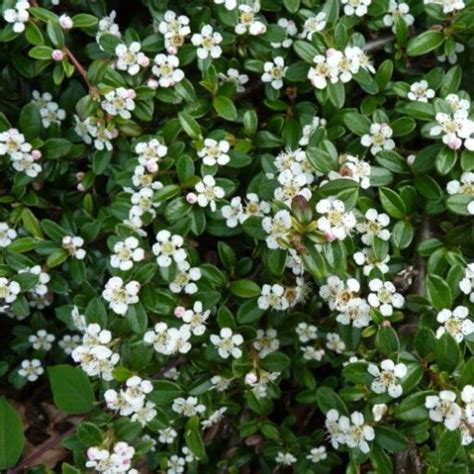 Cotoneaster Horizontalis Wall Cotoneaster