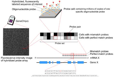 The Affymetrix Genechip® Technology Download Scientific Diagram
