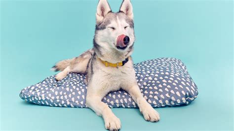 Dezeen Agenda Features Ikeas First Pet Range Utsådd