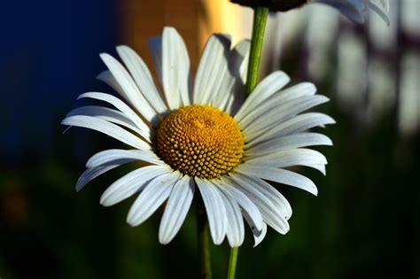 데이지 꽃 정원 Pixabay의 무료 사진 Pixabay