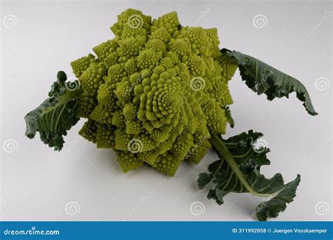 A Biological Example Of Fibonacci Spirals And Fractals In Nature Using