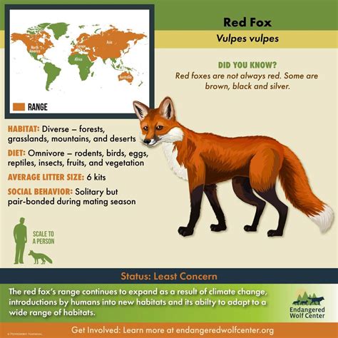 Red Foxes Native Habitat