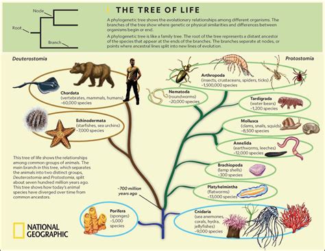 A Phylogenetic Tree Shows The Evolution Of Relationships Among
