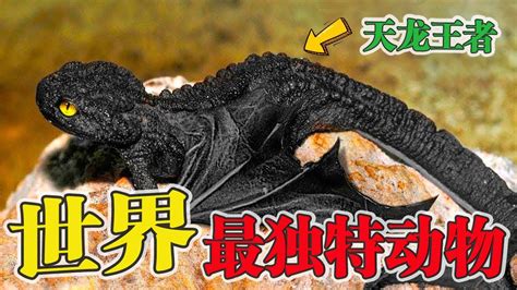 世界上10种最独特的爬行动物！很多人一生中都没听说过，第一名却是爬行动物中的王者。小表妹top 世界之最top 地球之最 出类拔萃