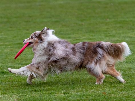PETVITAL GAG - glukozamin za sklepe in vezi