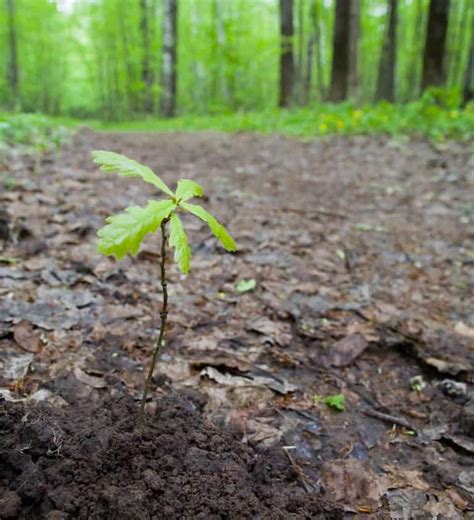Oak Tree Sapling How To Grow Plus Where To Buy Tree Journey Tradeworks Revenue System™