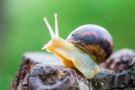 Siput Di Pohon Di Kebun Siput Meluncur Pada Tekstur Kayu Basah Siput
