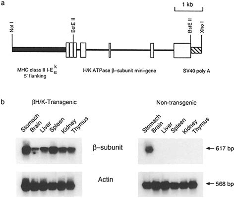 Structure And Expression Of Hk Atpase3 Subunit Transgene A Hybrid